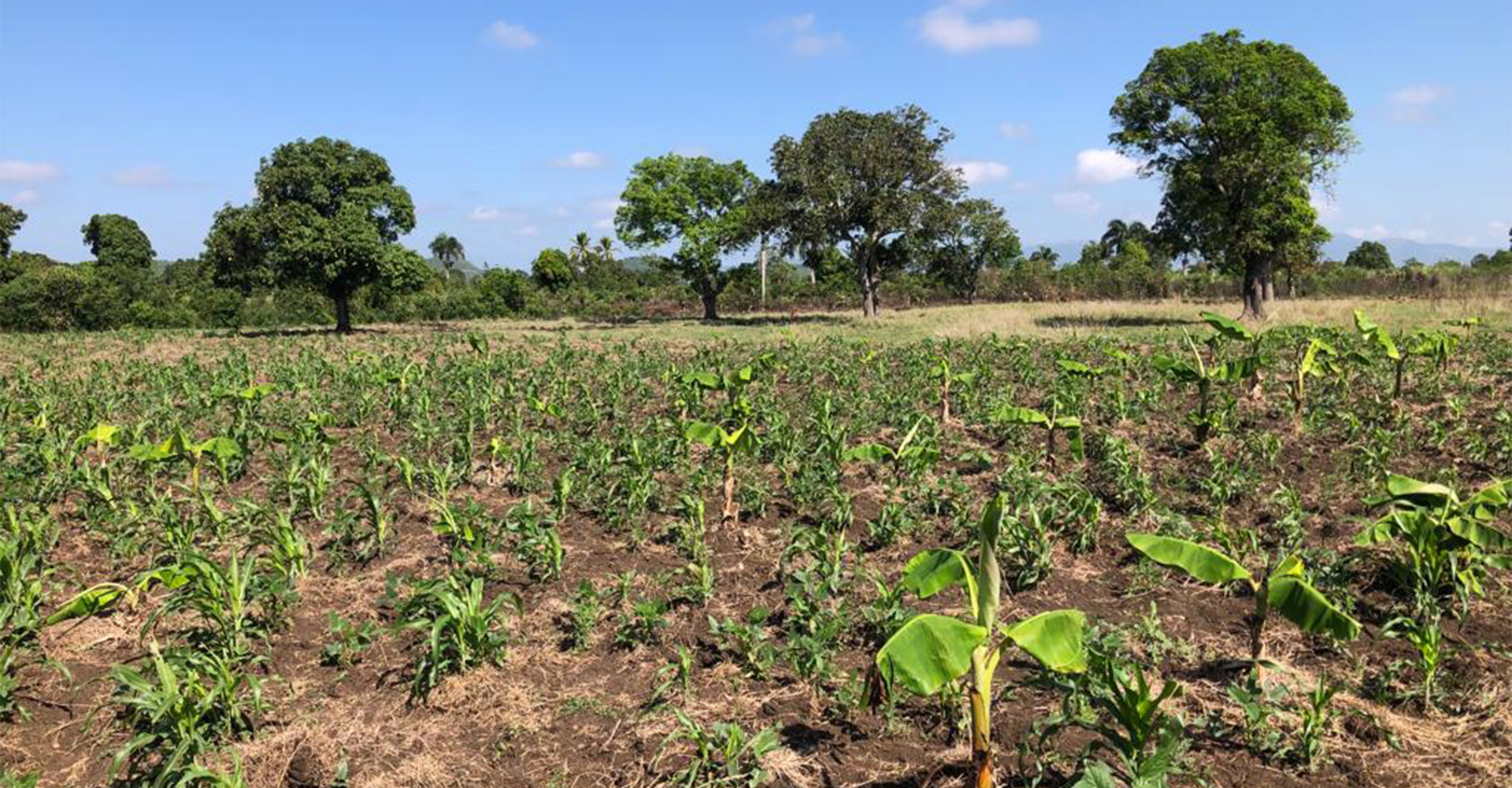 World International Agro-Farm, INC