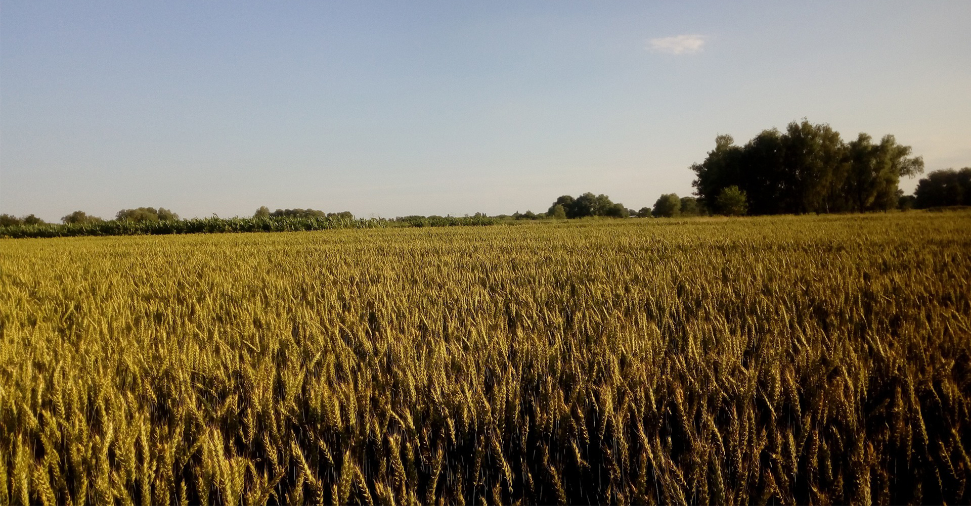 World International Agro-Farm, INC